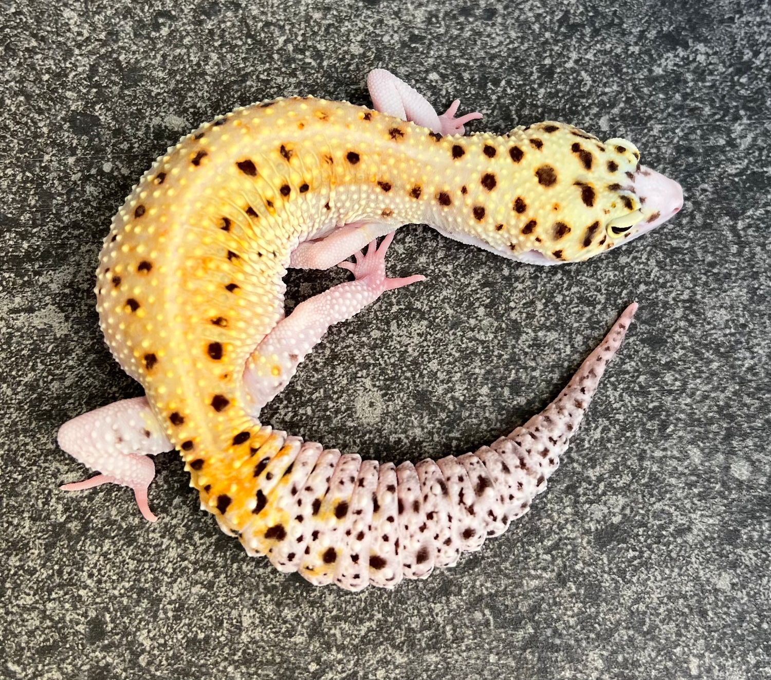 Proven Breeder Pied Eclipse Ph Tremper Leopard Gecko by Southwest ...