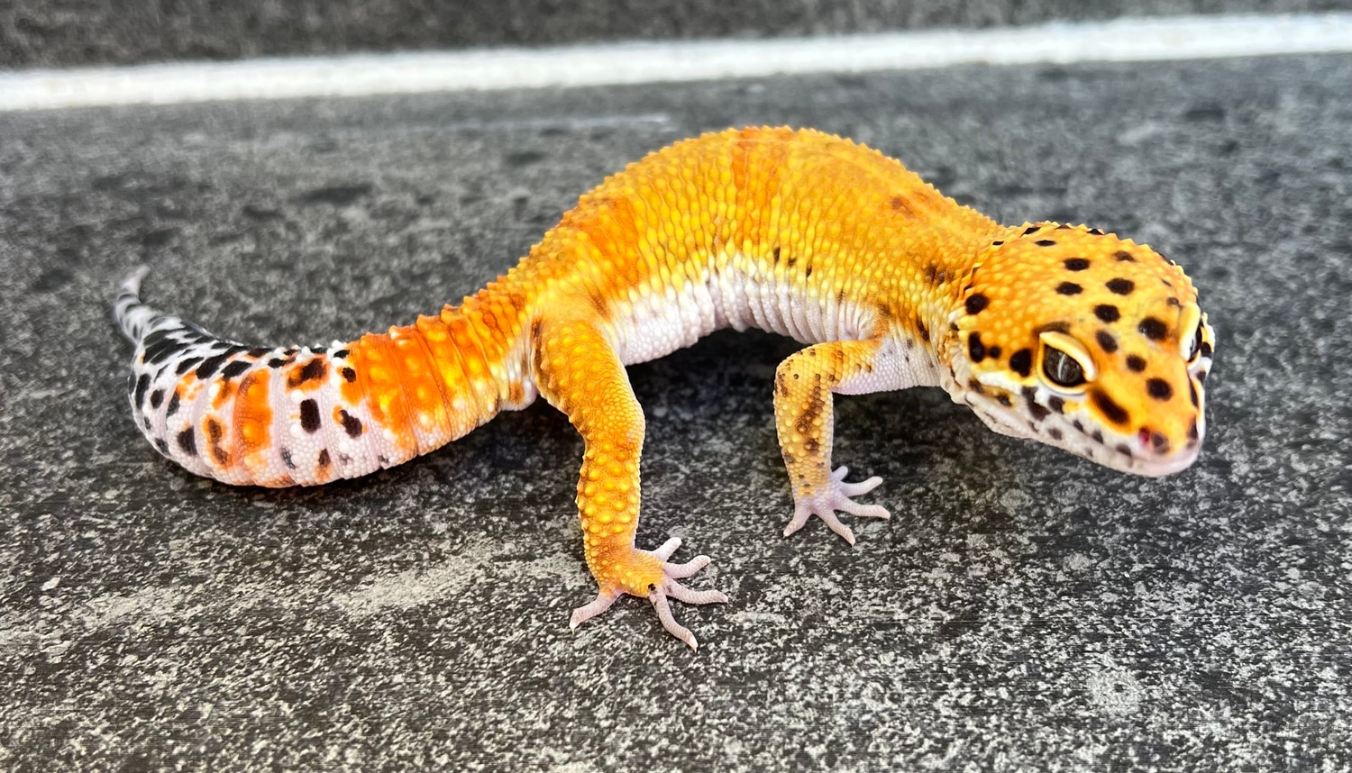 Blood Emerine Het Tremper Ph Eclipse Leopard Gecko by Southwest Geckos ...