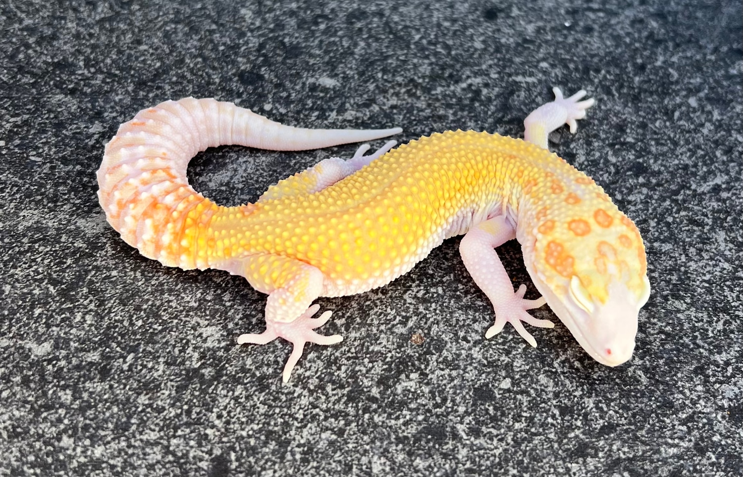 High Contrast Pied Face Raptor Female Leopard Gecko by Southwest Geckos ...