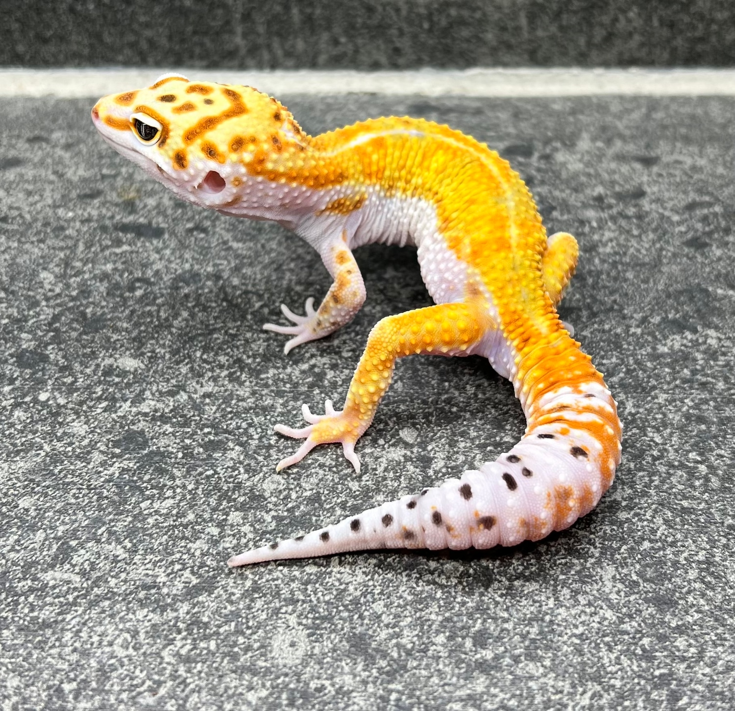 Emerine Ph Tremper/eclipse TSM Leopard Gecko by Southwest Geckos, LLC ...