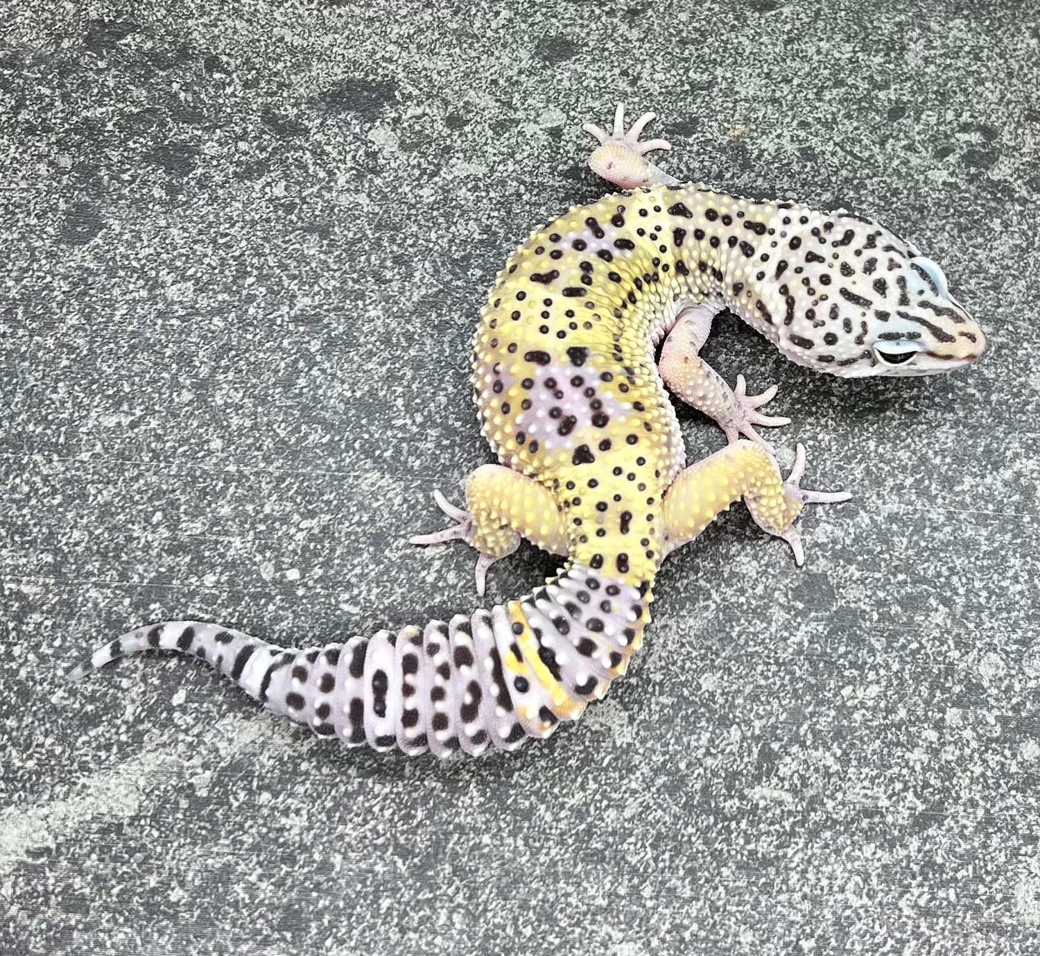 Black Night Lineage TSF Leopard Gecko by Southwest Geckos, LLC ...