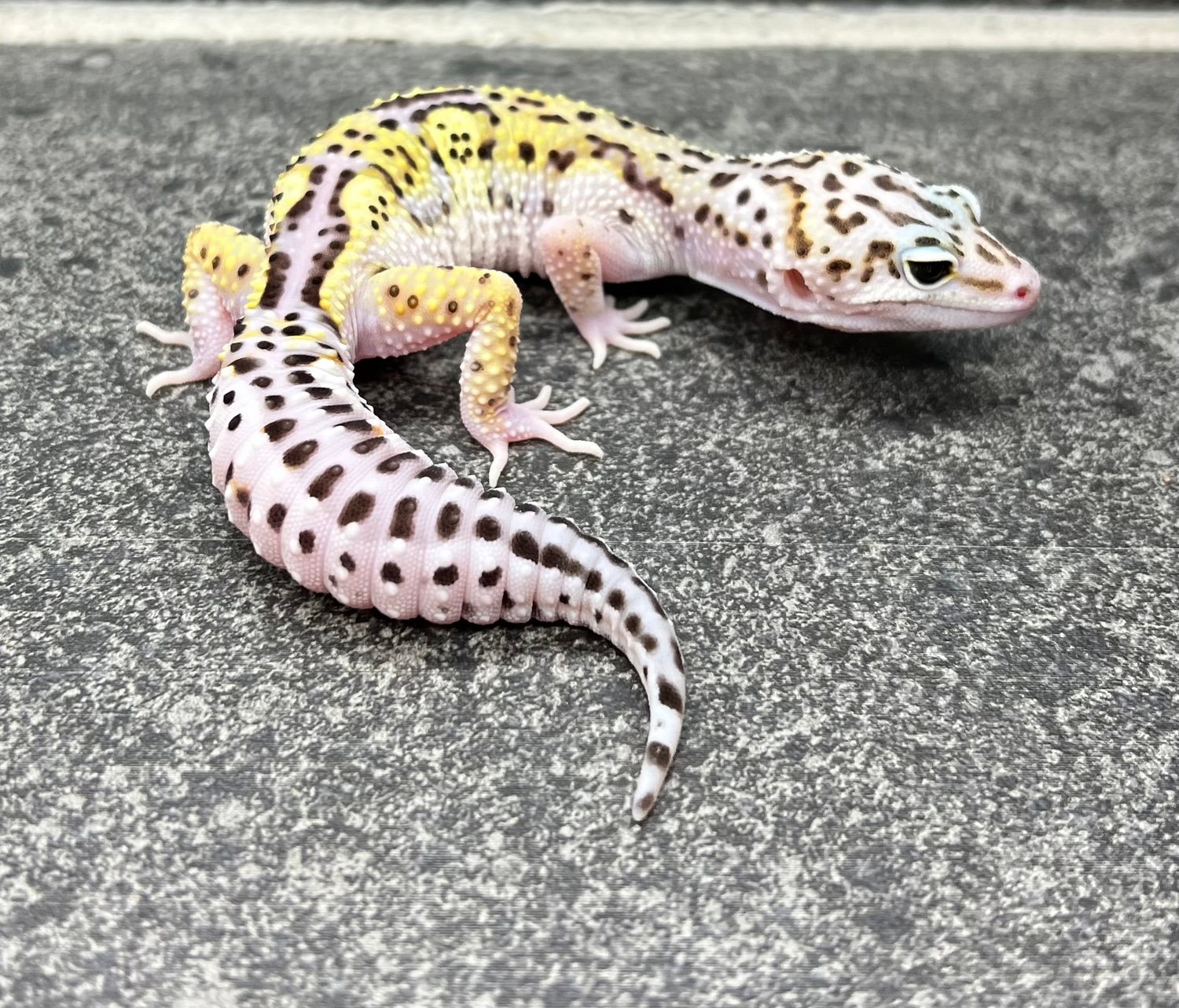 Snow Het Eclipse Ph Tremper/Murphy Patternless TSF Black Night Lineage ...