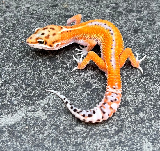 Blood Cross TSM Het Raptor Leopard Gecko by Southwest Geckos
