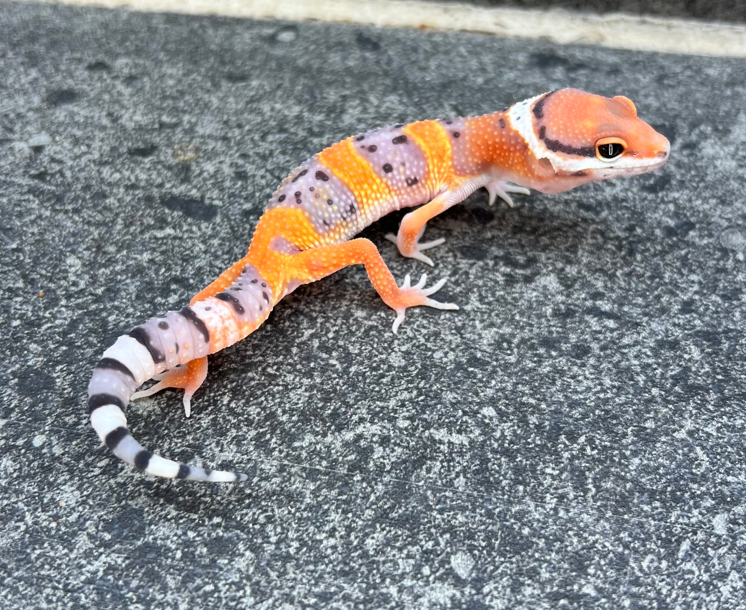 Mandarin Inferno Blood Emerine Het Tremper TSF Leopard Gecko by ...