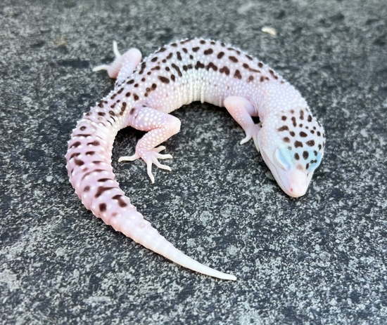 High Pied Galaxy Het Tremper Leopard Gecko by Southwest Geckos