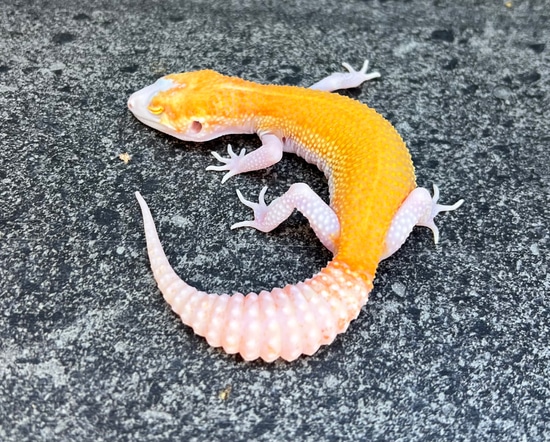 Pied Face Raptor TSF Leopard Gecko by Southwest Geckos
