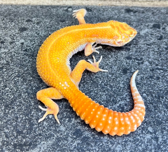 Extreme Emerine Leopard Gecko by Southwest Geckos
