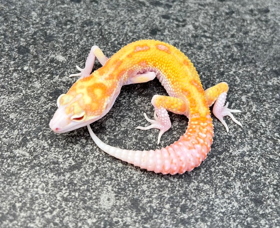 W/Y Pied Face Raptor TSM Leopard Gecko by Southwest Geckos