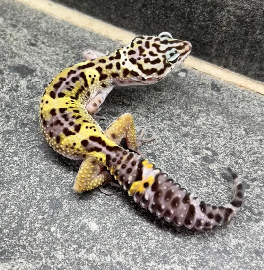 Black Night/Black Pearl LineageTSF Leopard Gecko by Southwest Geckos
