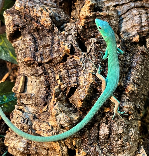Green Keeled Belly Lizard Lacerta by Southwest Geckos, LLC