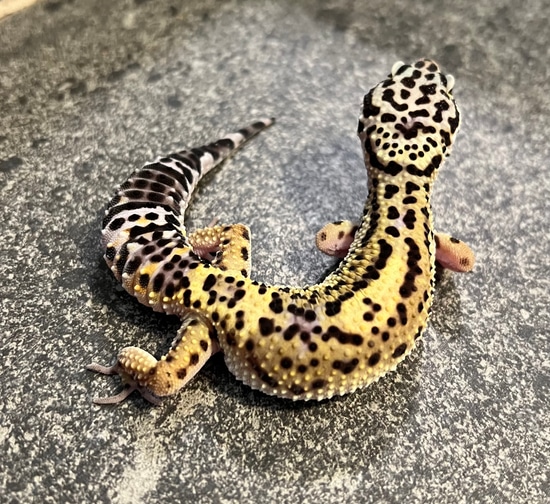Black Night/Panda Lineage Ph Eclipse Tsf Leopard Gecko by Southwest ...