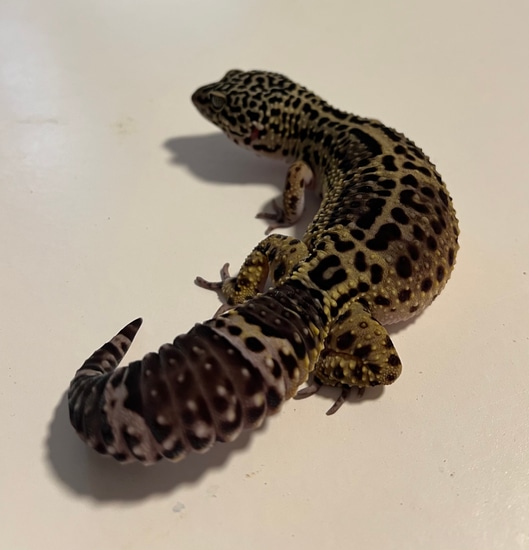 Black Night Blood Leopard Gecko by Southwest Geckos