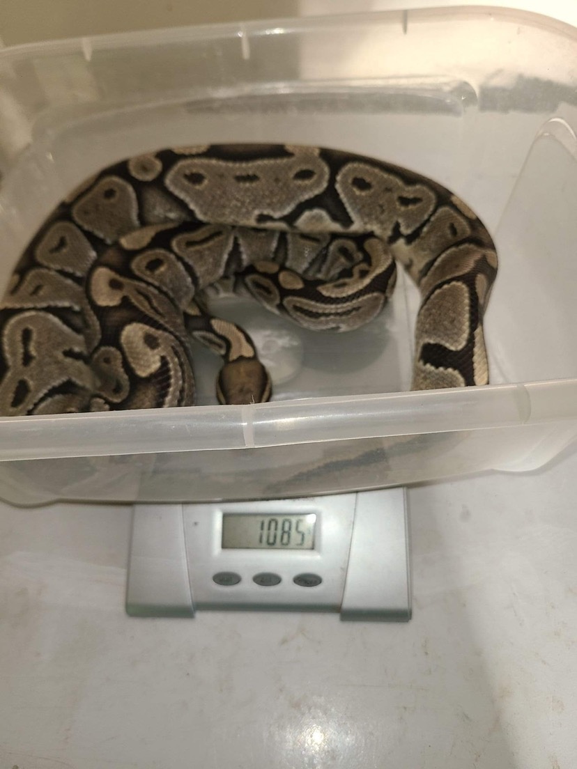 Ghost Ball Python by Wicked Morphs Inc. - MorphMarket