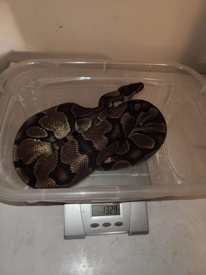 Red Stripe Ball Python by Wicked Morphs Inc. - MorphMarket