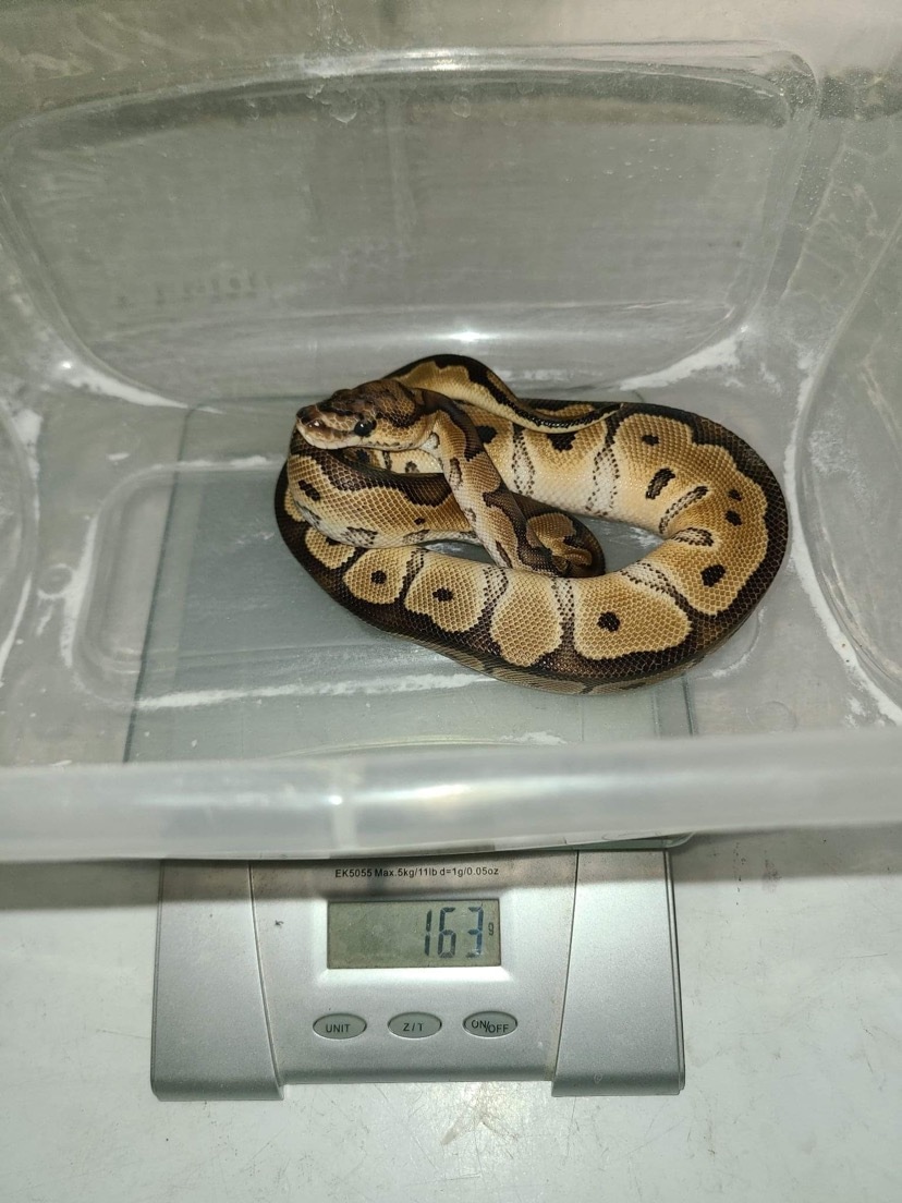 Clown Ball Python by Wicked Morphs Inc. - MorphMarket