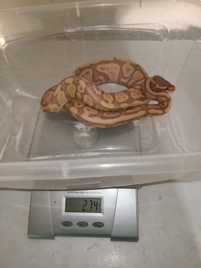Banana 100% Het Pied Ball Python by Wicked Morphs Inc.