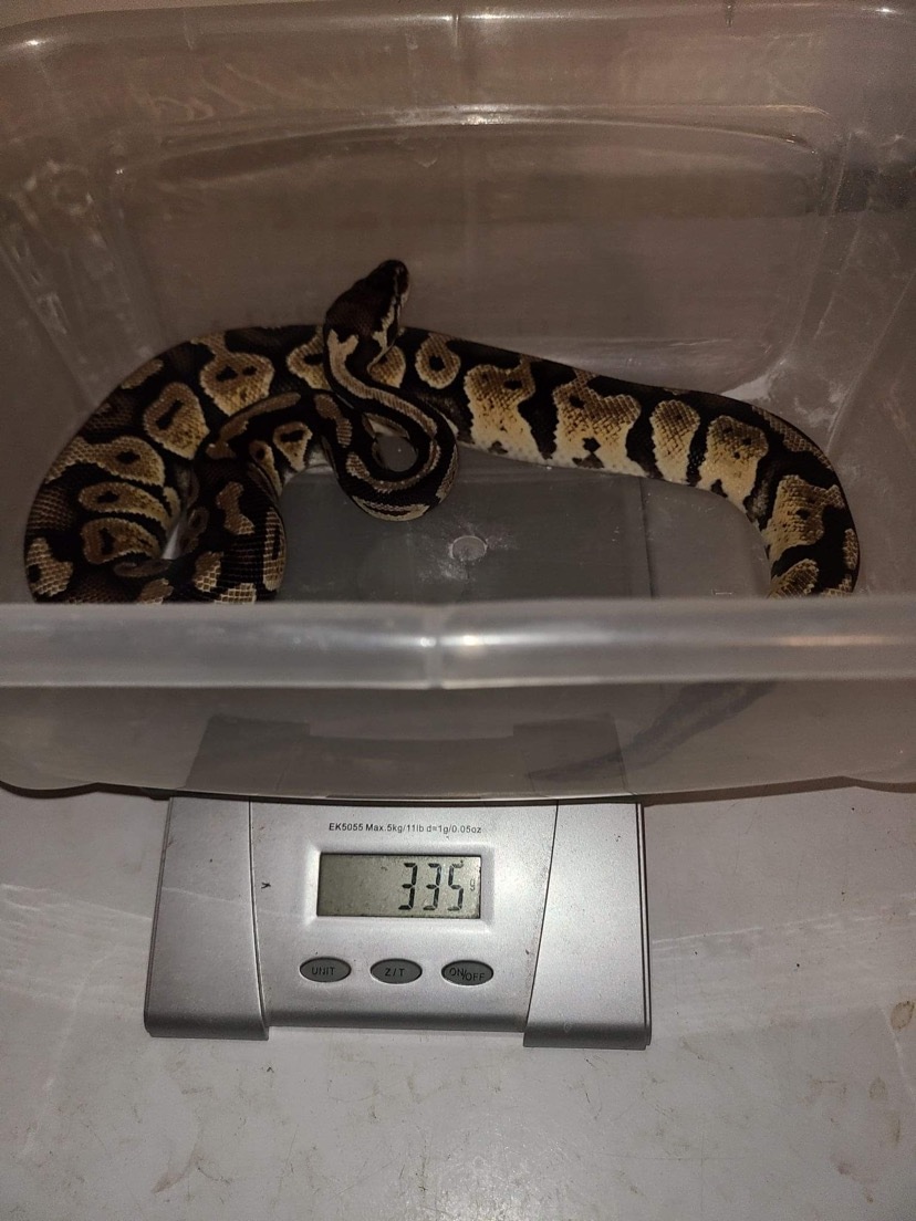 Pastel Chocolate Ball Python by Wicked Morphs Inc. - MorphMarket