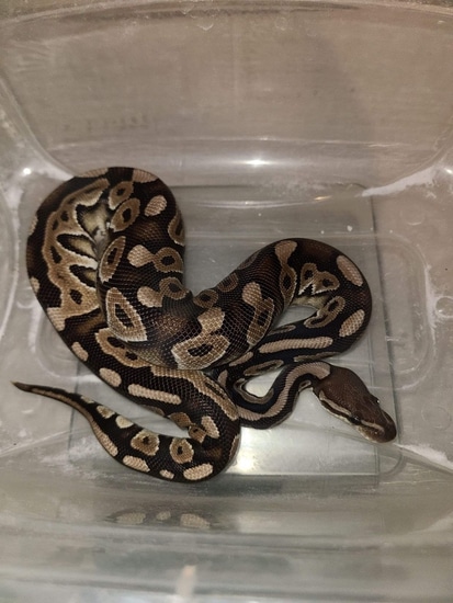 Black Pastel 100% Het Clown Ball Python by Wicked Morphs Inc.