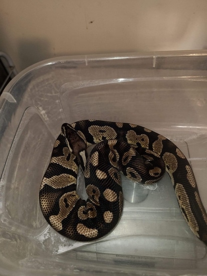 Blackhead 100% Het Pied Ball Python by Wicked Morphs Inc.