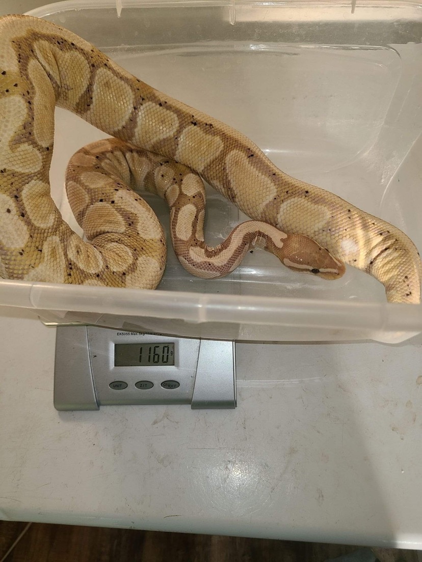 Banana Ball Python by Wicked Morphs Inc. - MorphMarket