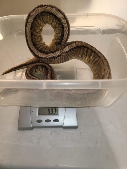 Pastel Genetic Stripe Ball Python by Wicked Morphs Inc.