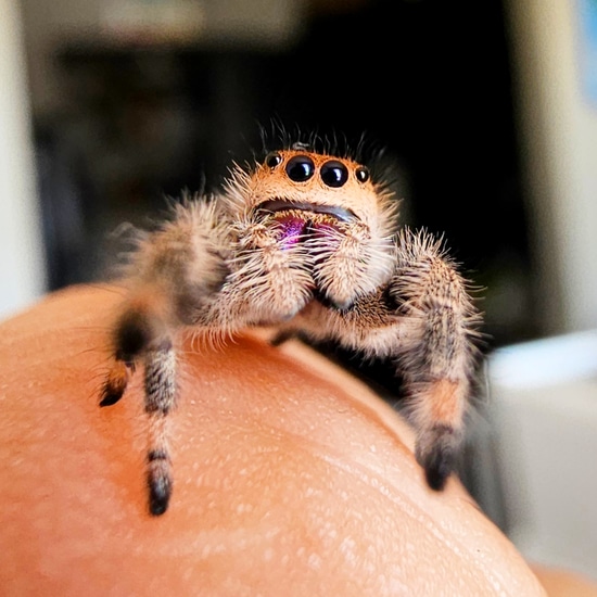 I9 Phidippus Regius Jumping Spider by Spood Obsessed
