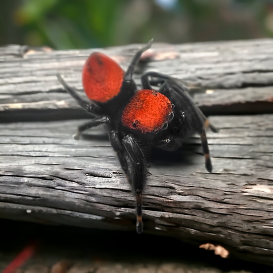 Phidippus Cardinalis Jumping Spider by The Spoodiverse