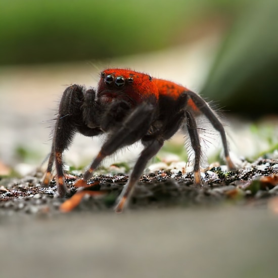 Apache Jumping Spiderlings - Unsexed by The Gentle Web