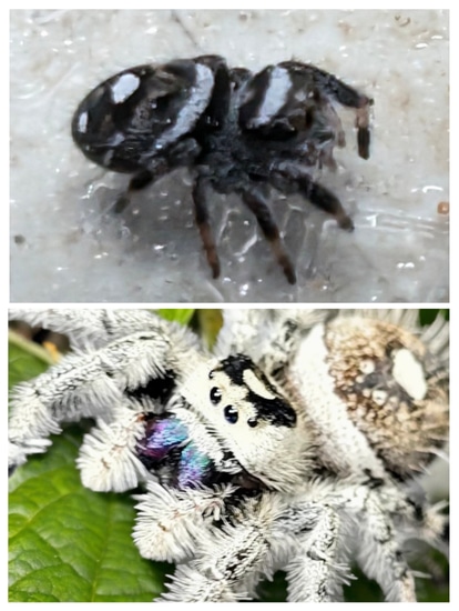High White Regal Reverse Oreo Jumping Spiderlings - Unsexed by The ...