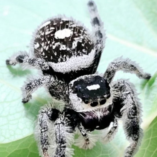 Gravid Regal Females - Oreo Line Jumping Spider by The Gentle Web