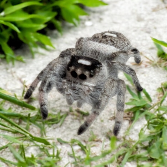 Gravid Regal Females - Peach Jumping Spider by The Spoodiverse