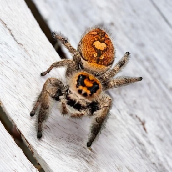 Dragons Breath Line Female Regal Jumping Spider-adults And Sub-adults ...