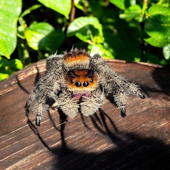 Dragons Breath Female Regal Jumping Spider-Adult by The Gentle Web