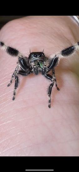 Northern Phidippus Otiosus Jumping Spider by Spood Dude
