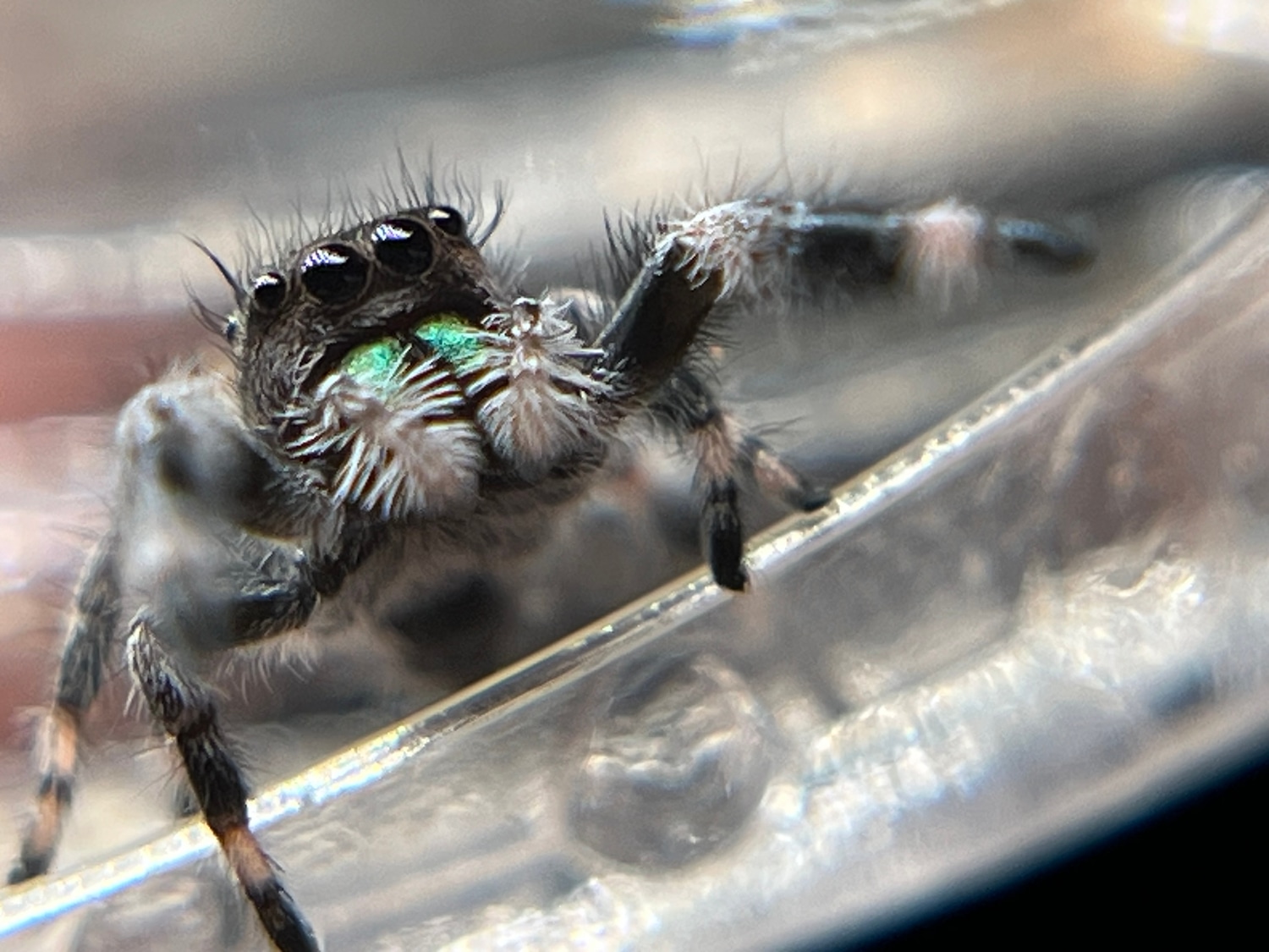 Phidippus Regius True Spider by Spooderloos Spoods - MorphMarket