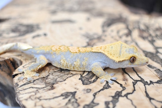 BLUE Cold Fusion Extreme Harlequin Crested Gecko by Spook Geckos by LJ Eads