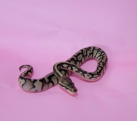 Mystic Vanilla Het Hypo Ball Python by Spooky's Exotics