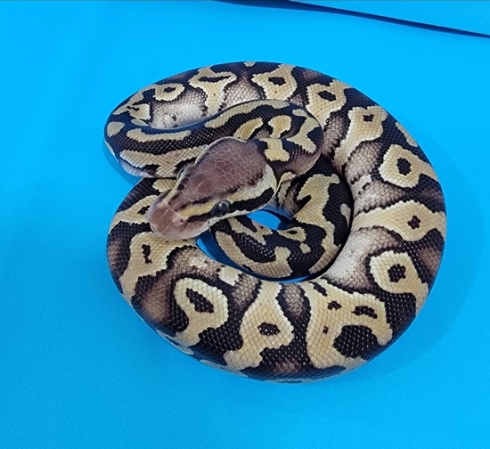 Pastel Mystic Het Clown Ball Python by Spooky's Exotics