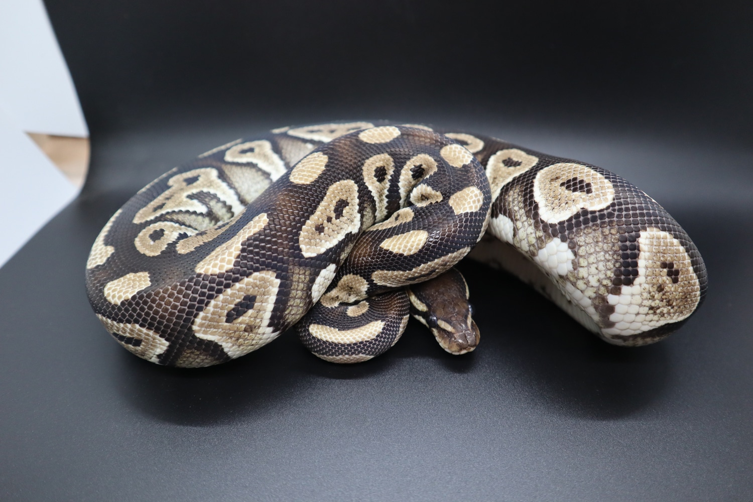 Mystic Het Lavender Ball Python by Spoonman Ball Pythons - MorphMarket