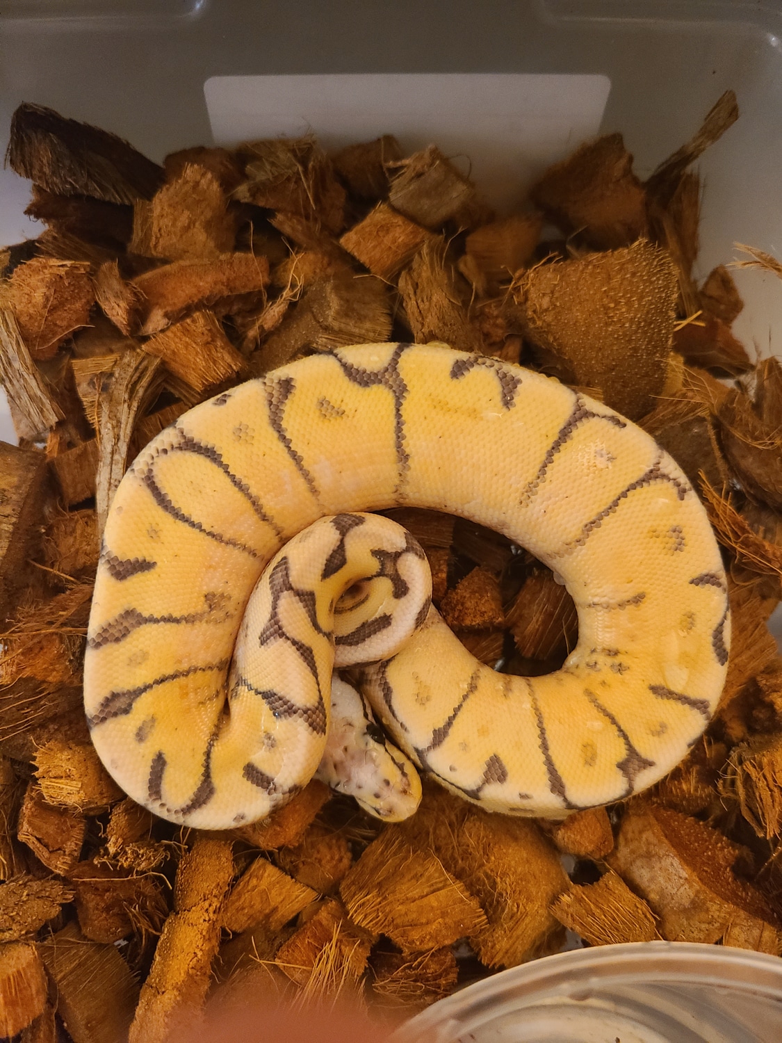 Pastel YellowBelly Spider Ball Python by Spoonman Kreations - MorphMarket