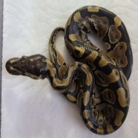 Normal Ball Python by Spoonman Kreations - MorphMarket