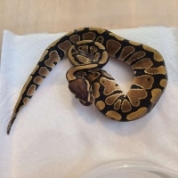 Het Pied Ball Python by Spoonman Ball Pythons - MorphMarket