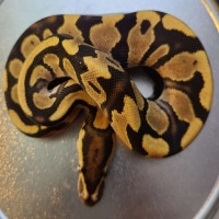 Orange Dream Fire 50% Het Genetic Stripe 50% Het Pied Ball Python by ...