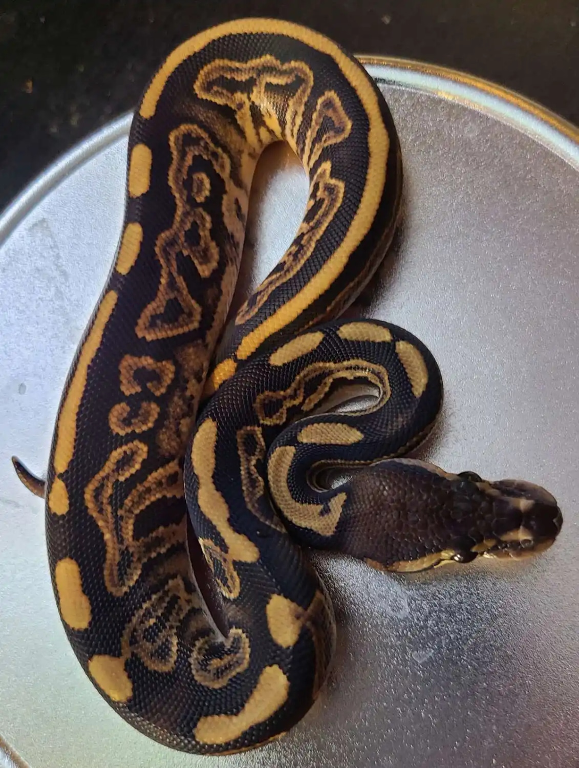 Black Pastel 50% Het G-Stripe 50% Het Pied Ball Python by Spoonman Ball ...