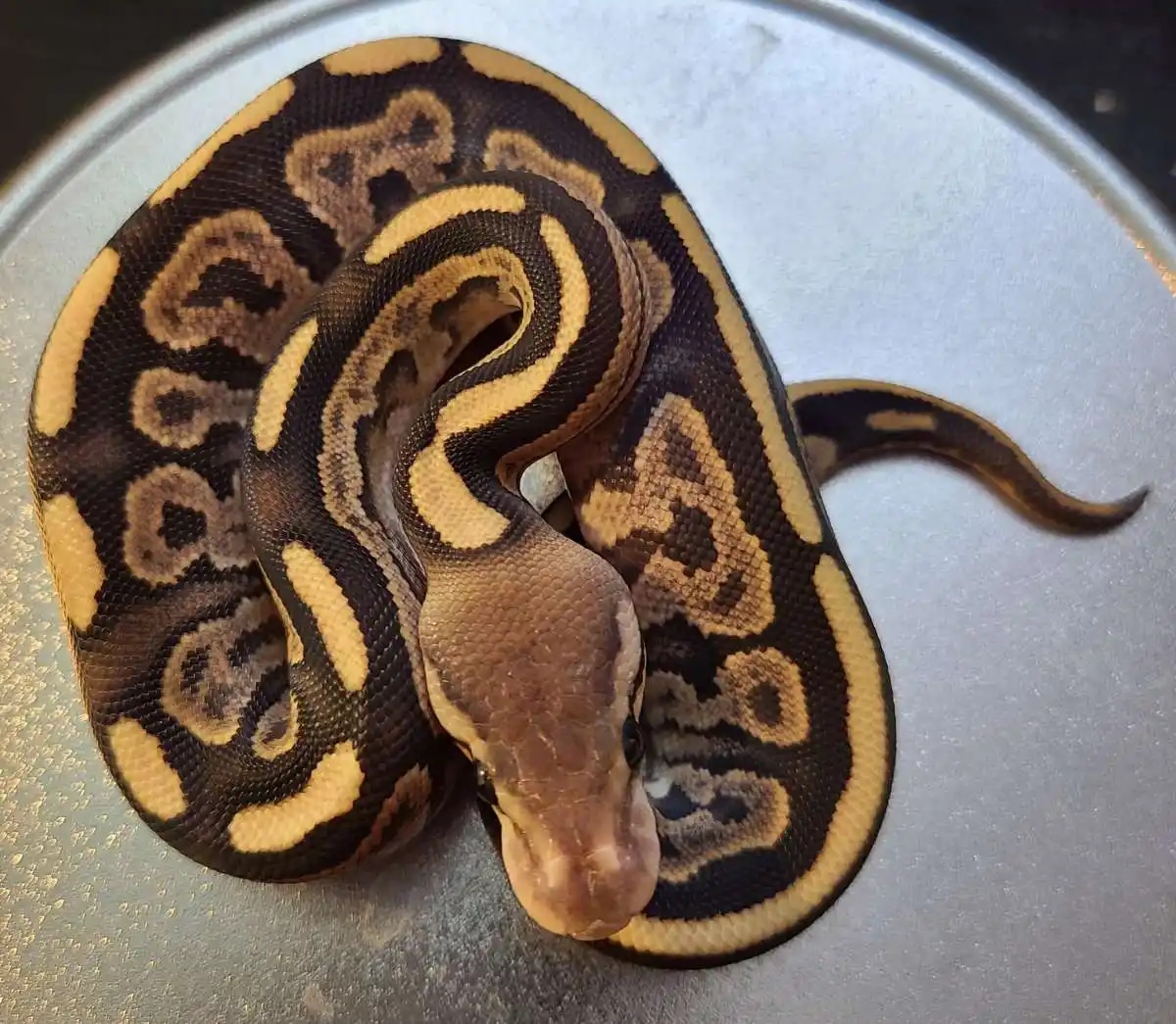 Black Pastel Fire 50% Het G-Stripe 50% Het Pied Ball Python by Spoonman ...