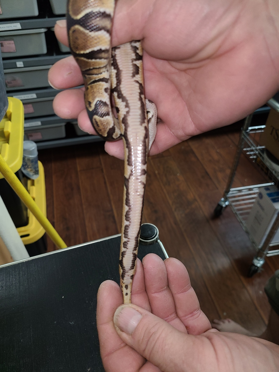 Het Lavender Albino 66% Het Pied (Check Out The Markers In The Pic ...