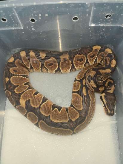 Black Pastel Enchi Ball Python by Spoonman Kreations