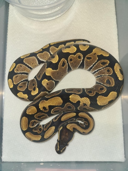 Yellow Belly/Asphalt Ball Python by Spoonman Kreations
