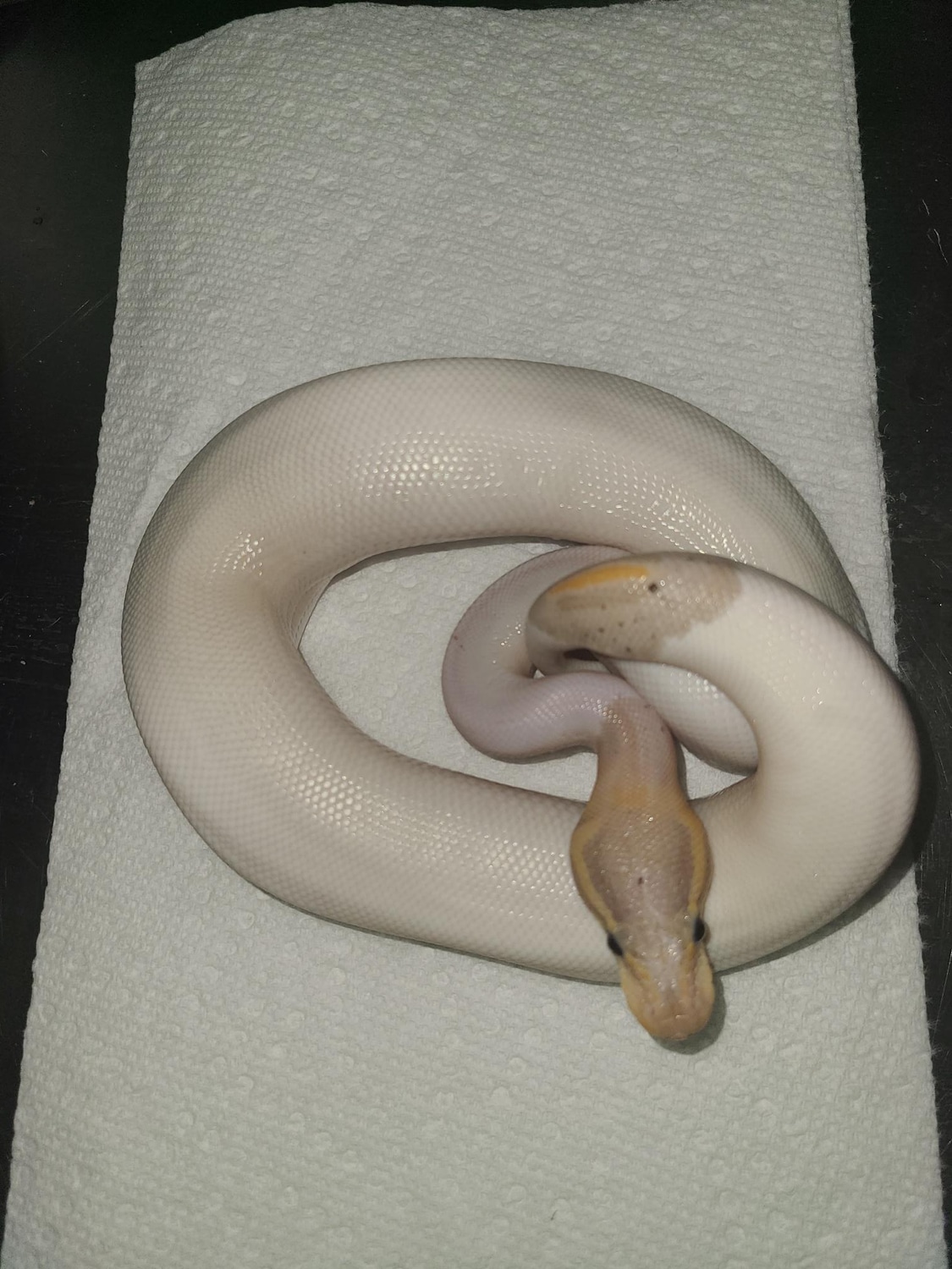 Black Pastel Coral Glow Pied Ball Python by Spoonman Ball Pythons ...