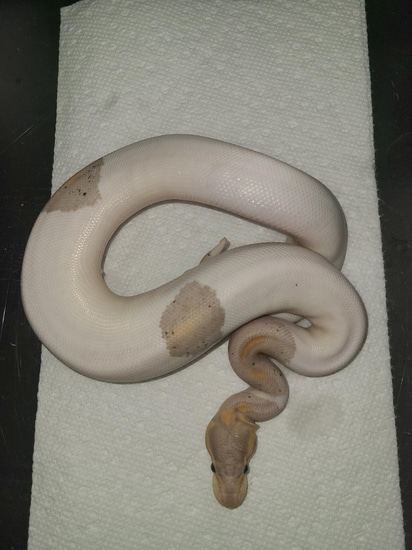 Black Pastel Coral Glow Pied Ball Python by Spoonman Kreations